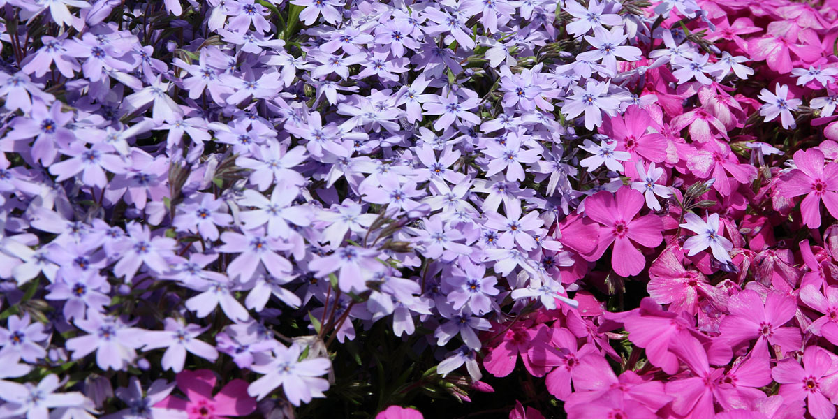The Gothic History of Periwinkle – Under The Moonlight