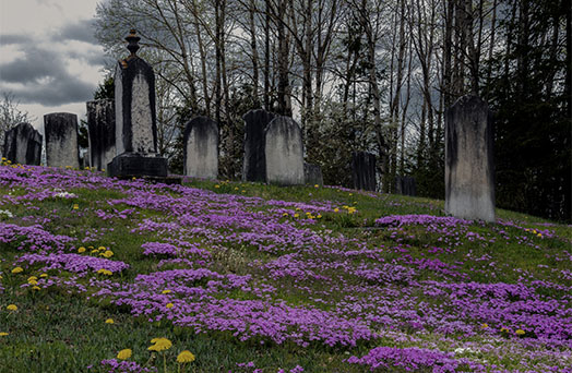 The Gothic History of Periwinkle – Under The Moonlight